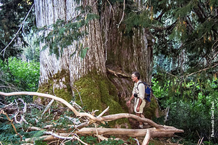 echo basin cedars graphic