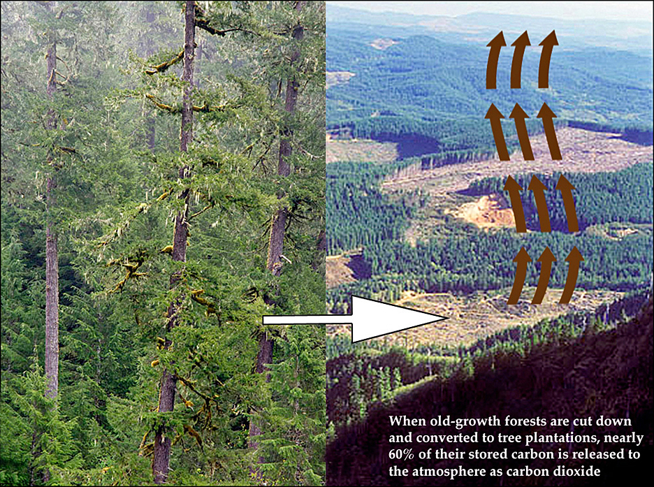 Climate change and forests
