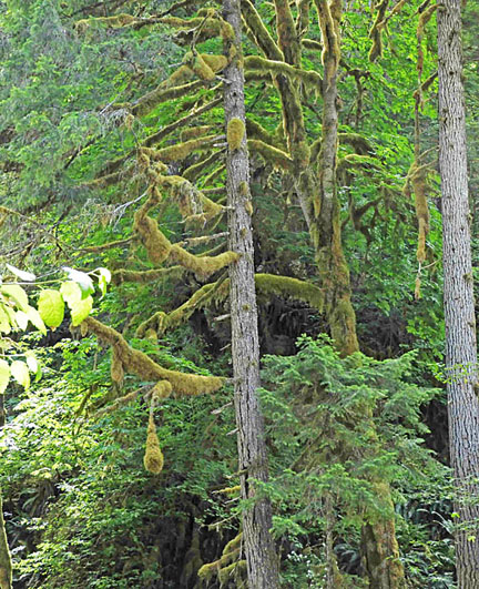 clipped forest graphic