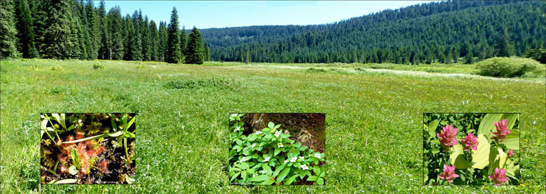 gordon meadows with flowers graphic