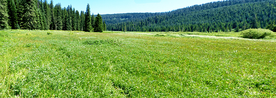 gordon meadows graphic