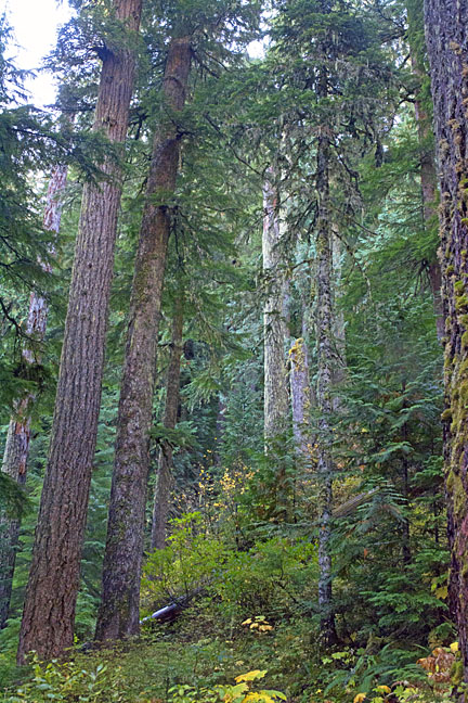 mcquade creek trail graphic