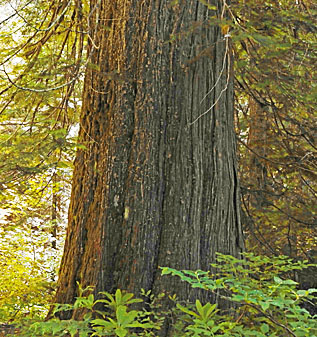 Wandering an Old Growth Forest