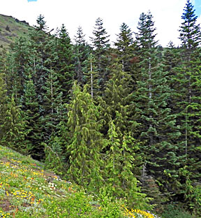 Looking at trees in the Doug